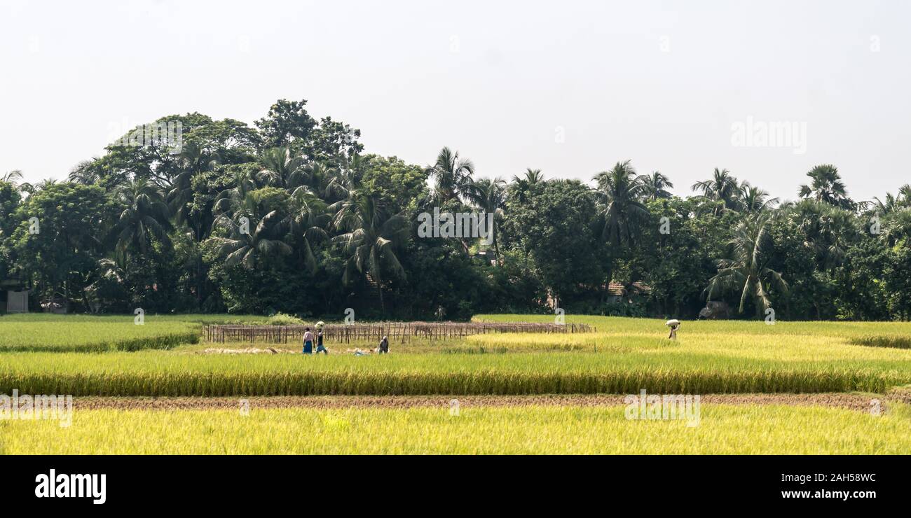 Punjab field wheat paddy hi-res stock photography and images - Alamy