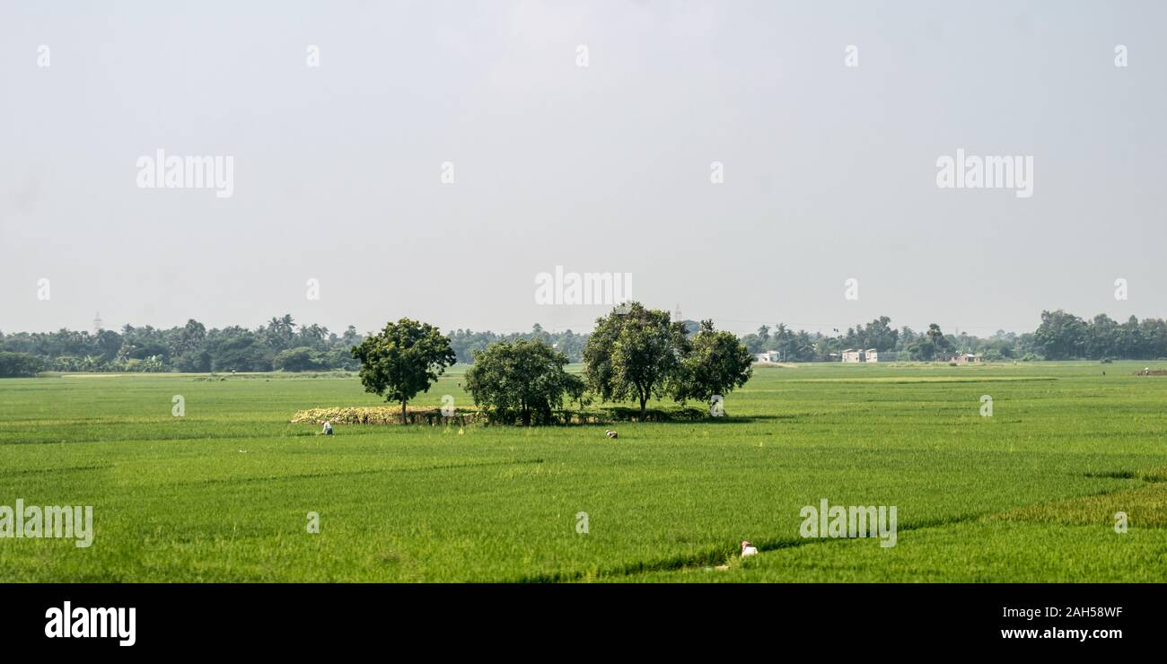State flower for andhra pradesh hi-res stock photography and images - Alamy