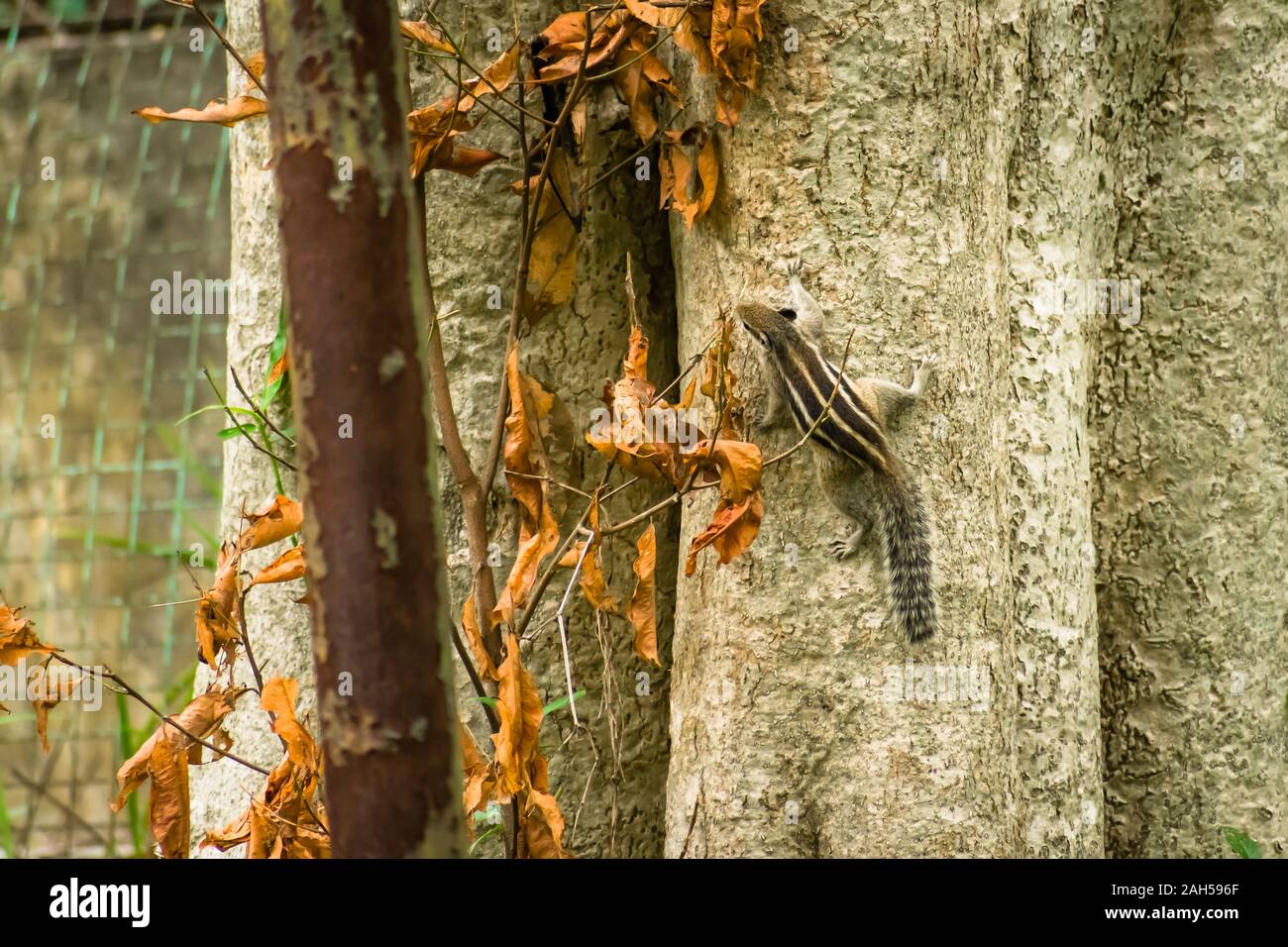 A small cute striped rodents marmots chipmunks squirrel spotted ...