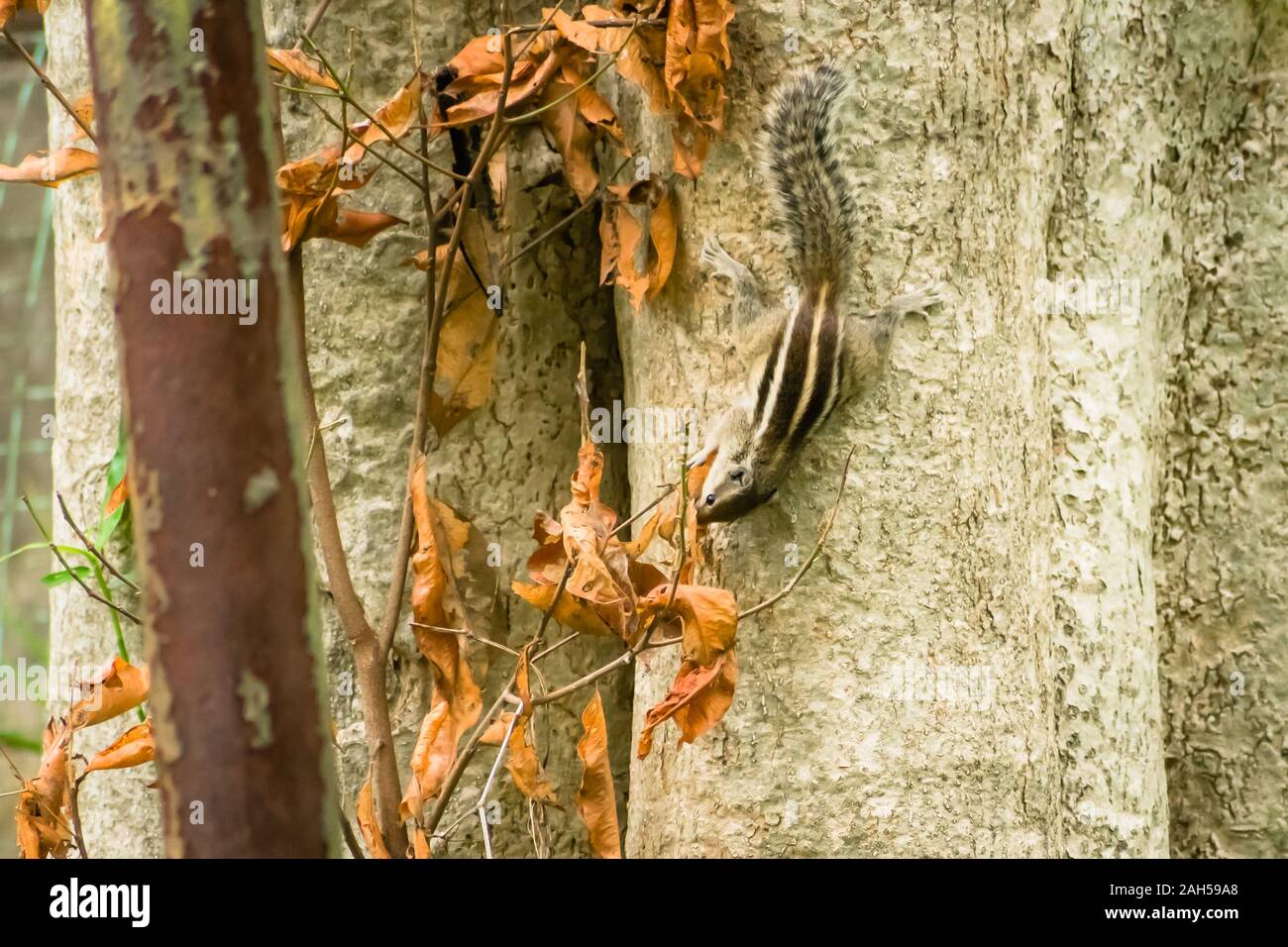 Living organism process hi-res stock photography and images - Alamy