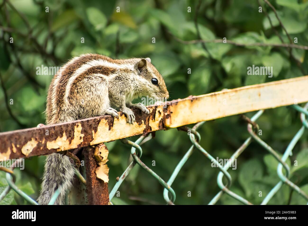 Chipmunks cut out hi-res stock photography and images - Alamy