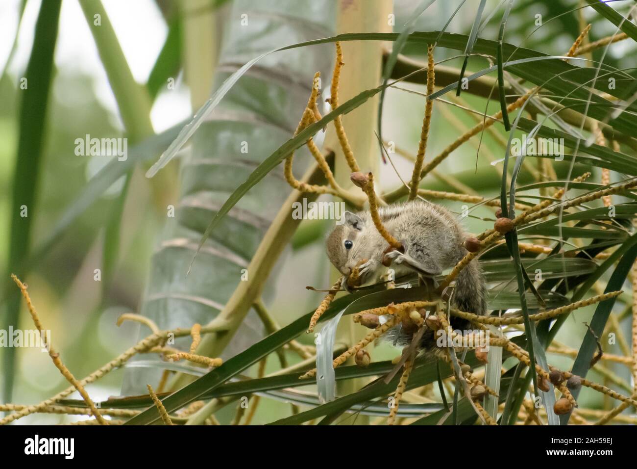 A striped rodents marmots chipmunks squirrel (Sciuridae arboreal ...