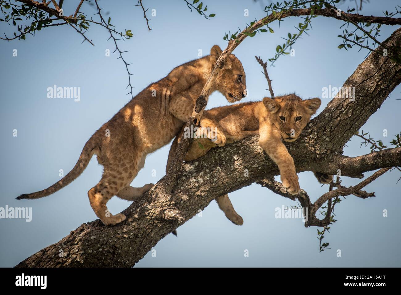 Lion cub climbs past another in tree Stock Photo - Alamy