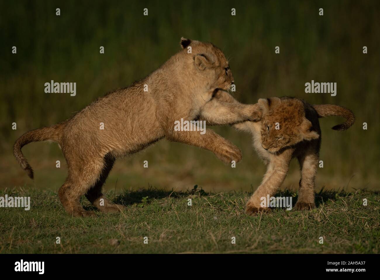Lion cub jump hi-res stock photography and images - Alamy