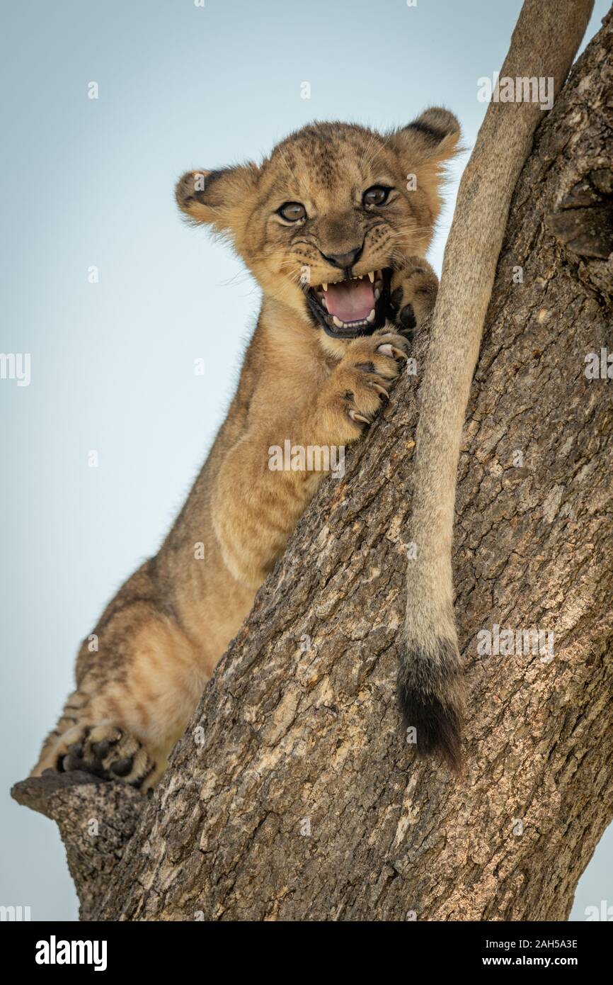 Lion cub lies baring teeth on trunk Stock Photo - Alamy