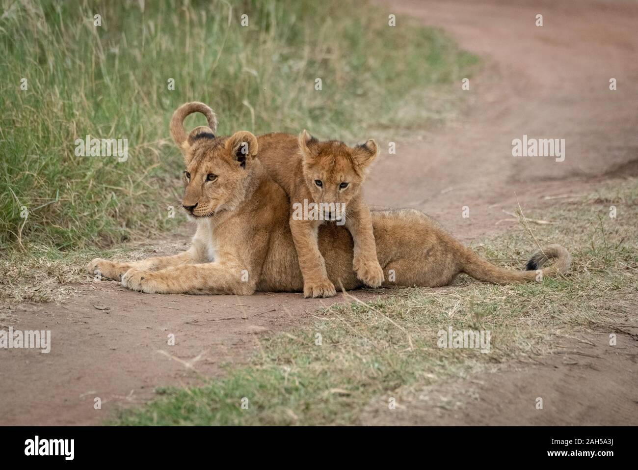 Lion cub jump hi-res stock photography and images - Alamy