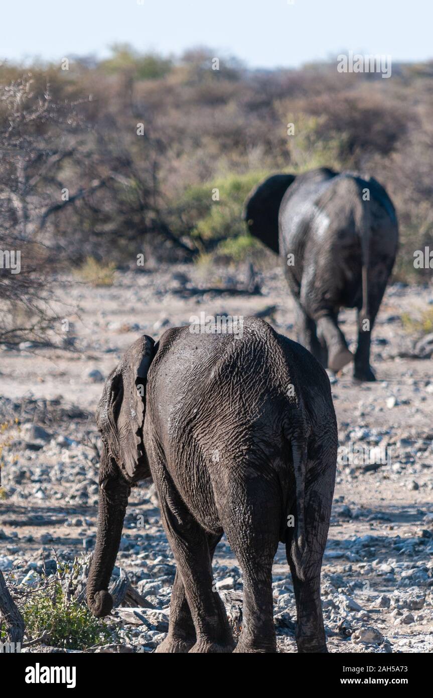 A herd of African Elephants -Loxodonta Africana- walking past after ...