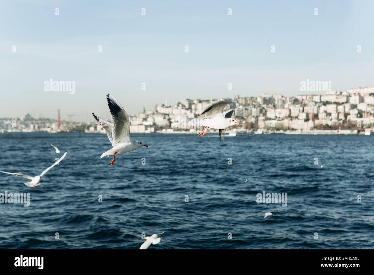 A group of seagulls flies over the Bosphorus against the background of ...