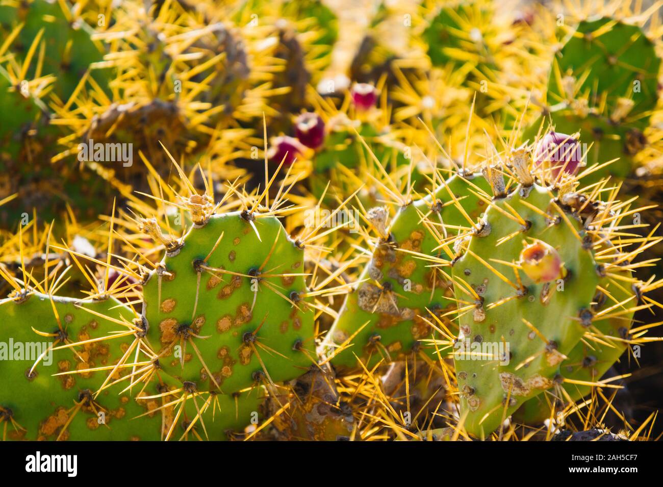Opuntia ficus-indica, prickly pear, indian fig. Cactus Stock Photo - Alamy