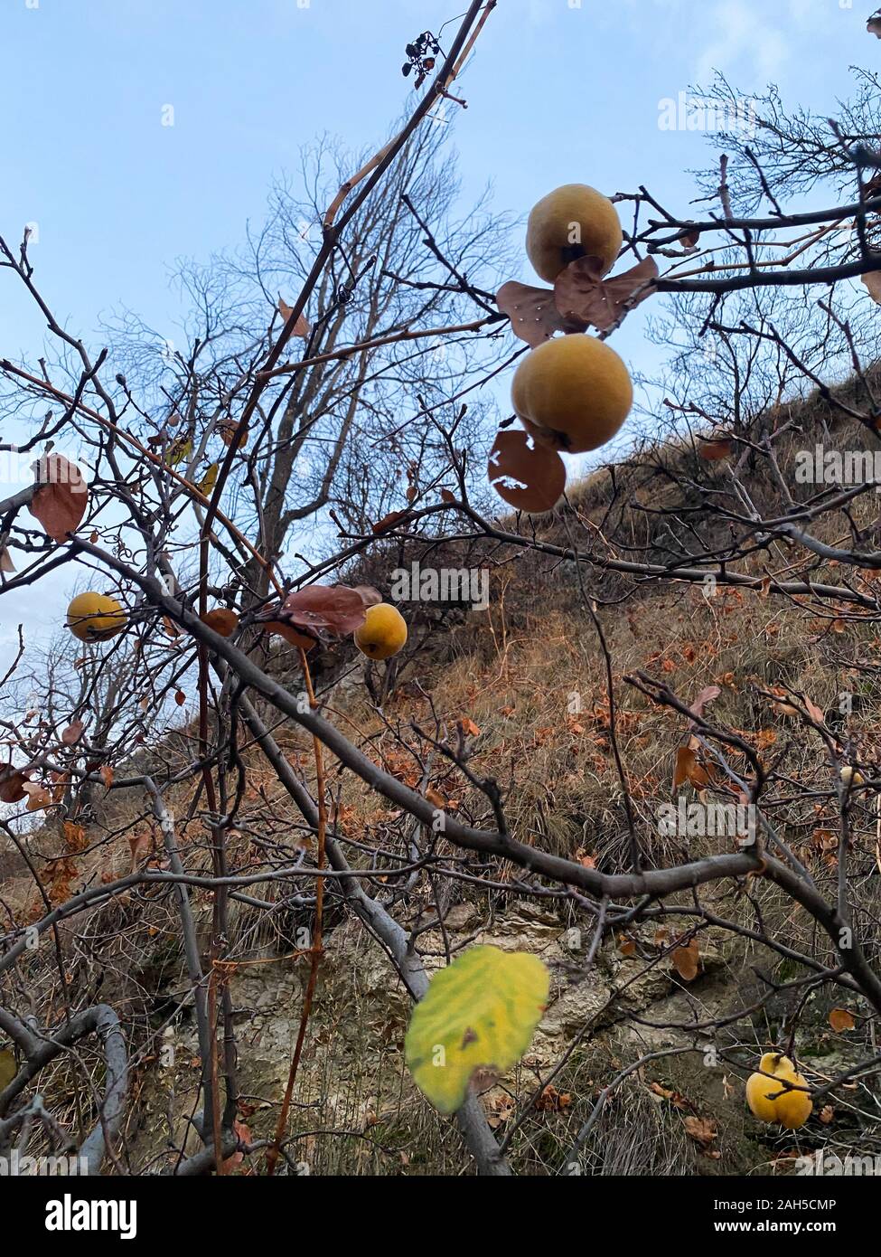 Turkey apple tree hi-res stock photography and images - Alamy