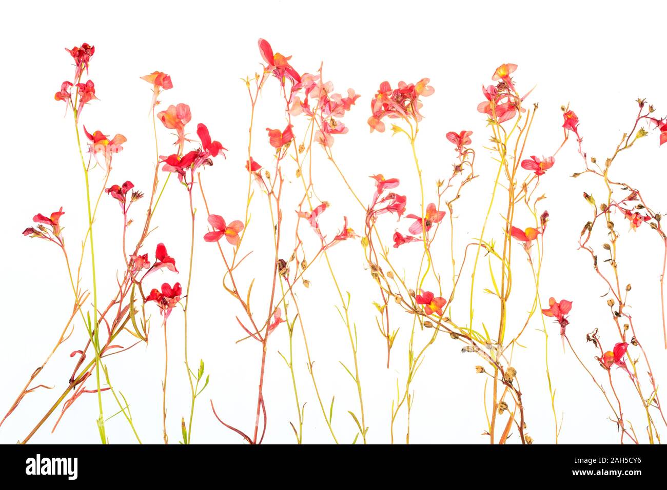 Light-Table, flower, blossom, nature Stock Photo - Alamy