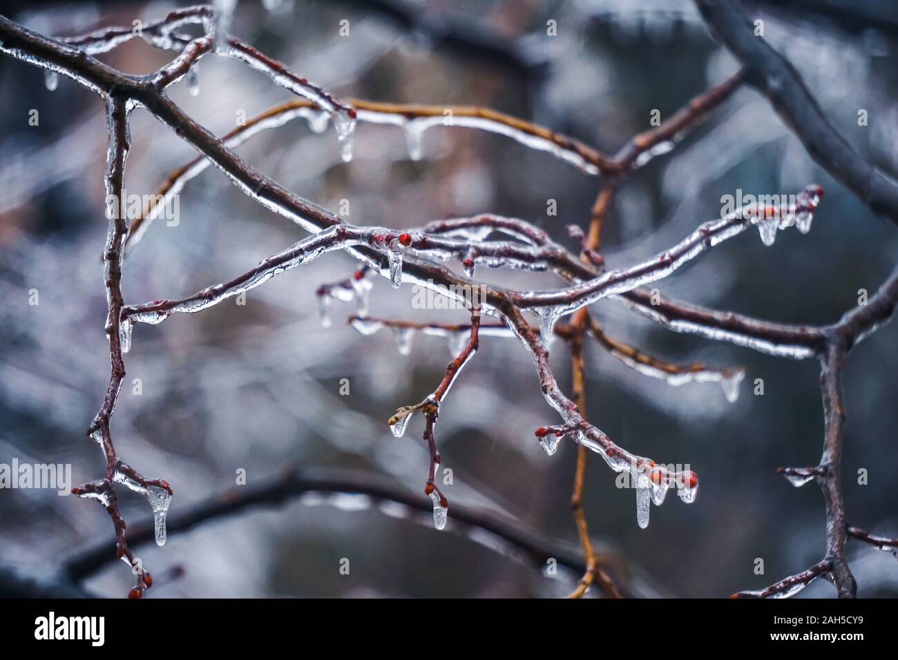 Freezing rain on the branches with red buds Stock Photo - Alamy
