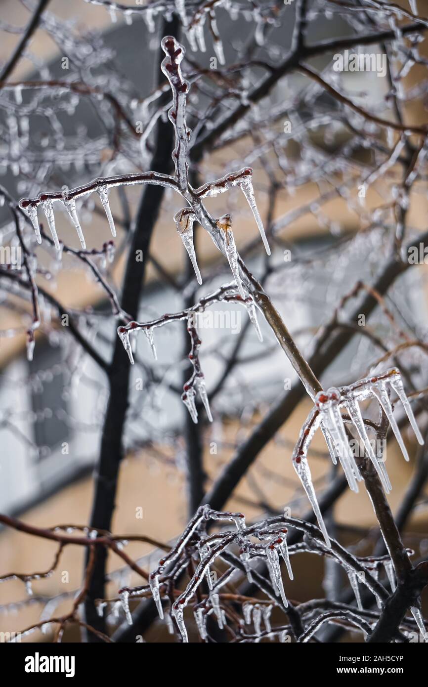Freezing rain on the branches with red buds Stock Photo - Alamy