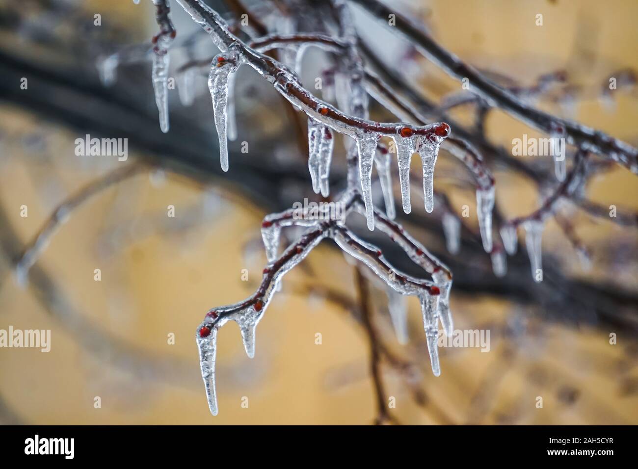 Freezing rain on the branches with red buds Stock Photo - Alamy