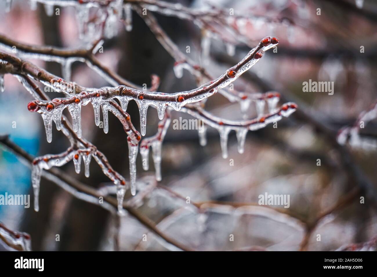 Freezing rain on the branches with red buds Stock Photo - Alamy