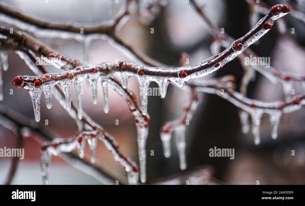 Freezing rain on the branches with red buds Stock Photo - Alamy