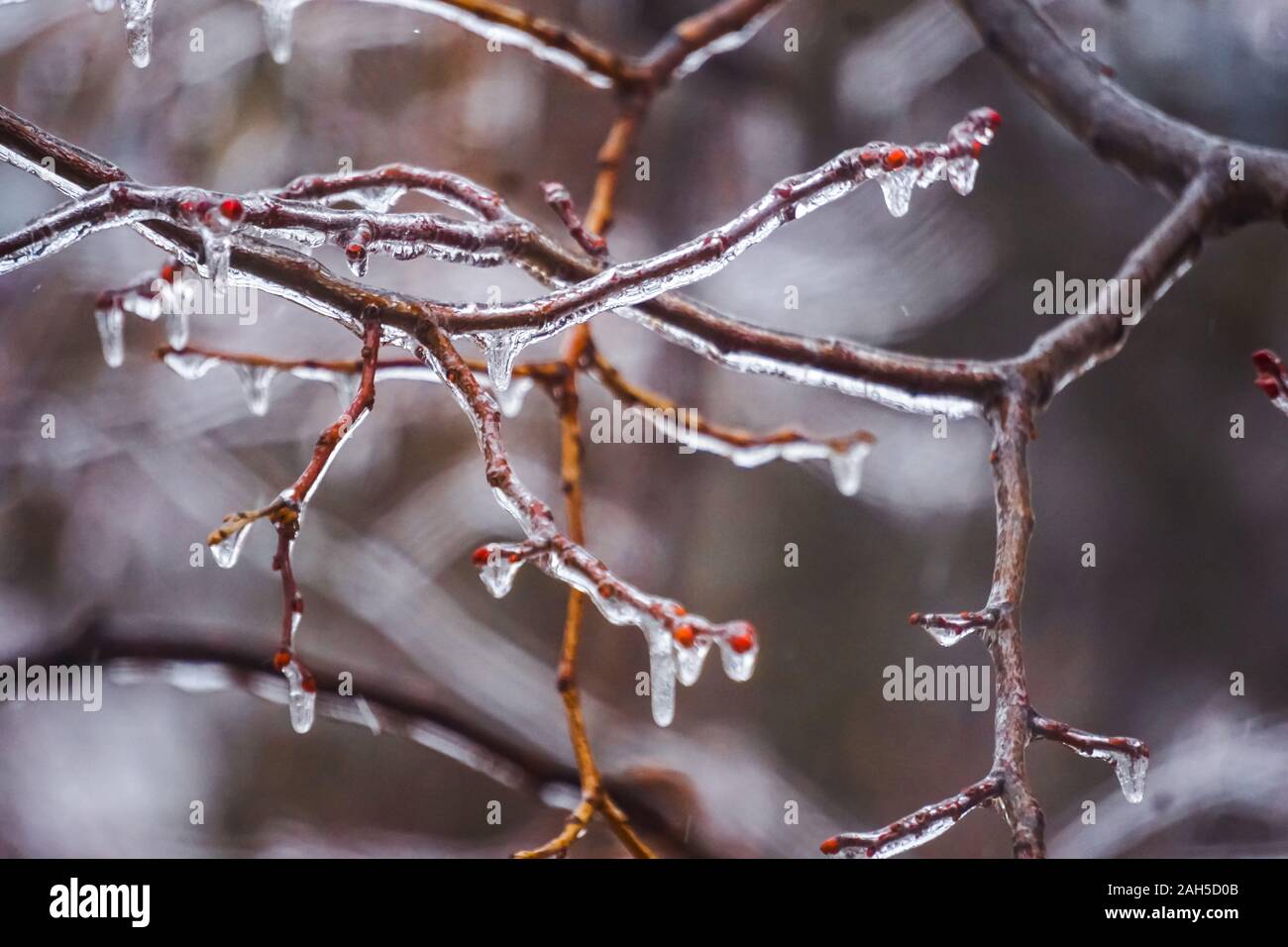 Freezing rain on the branches with red buds Stock Photo - Alamy