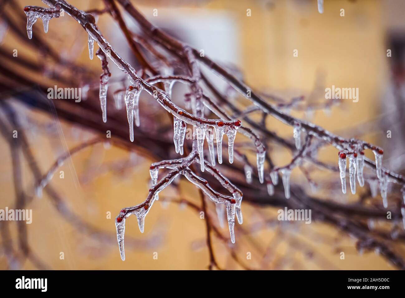 Freezing rain on the branches with red buds Stock Photo - Alamy