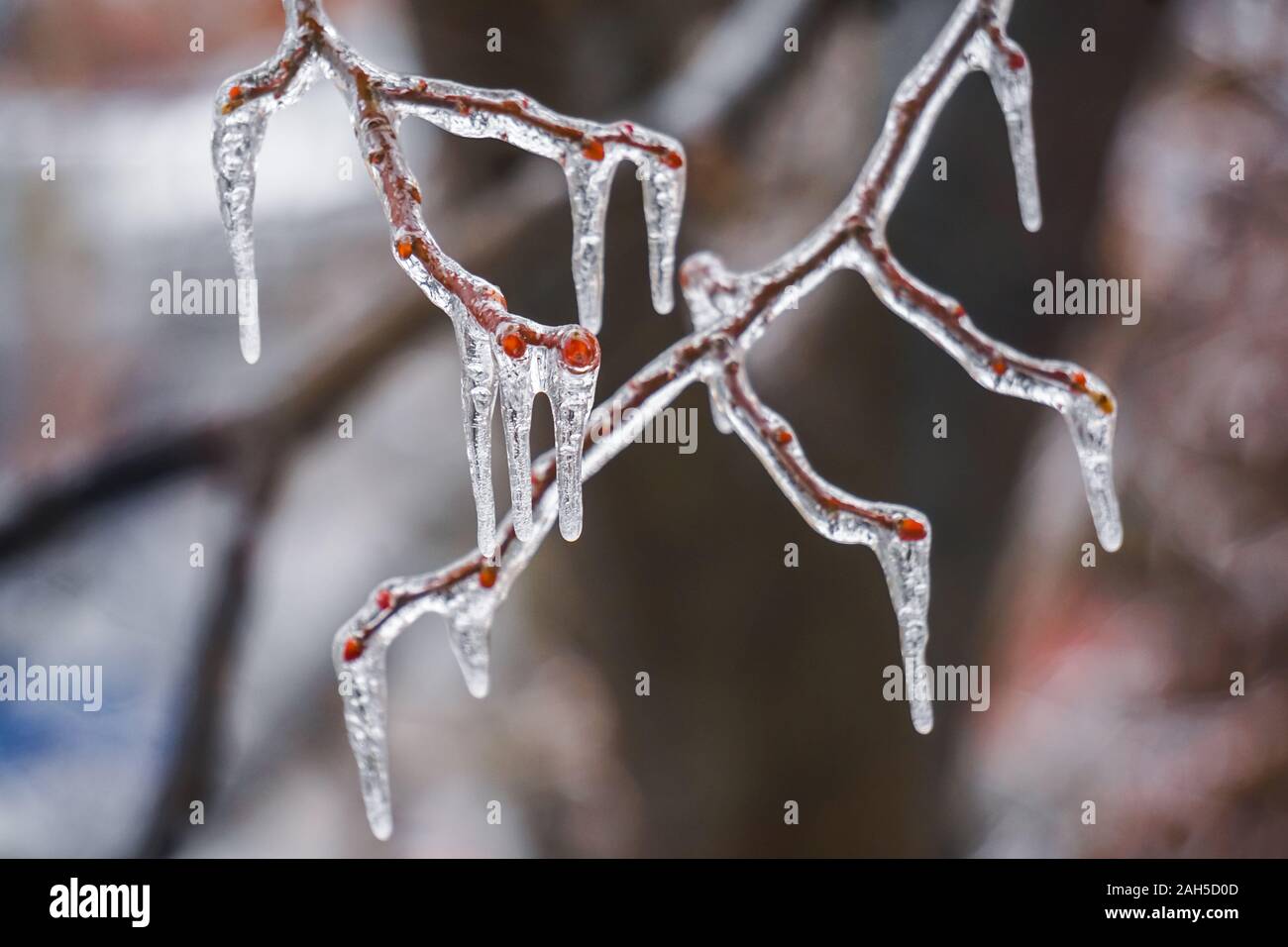 Freezing rain on the branches with red buds Stock Photo - Alamy