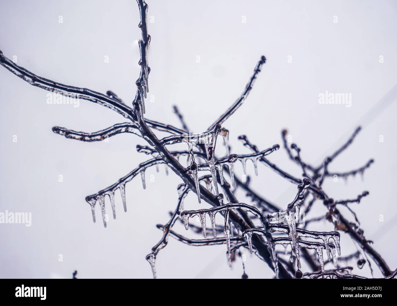 Freezing rain on the branches with red buds Stock Photo - Alamy