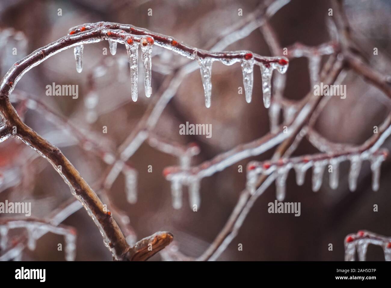 Freezing rain on the branches with red buds Stock Photo - Alamy
