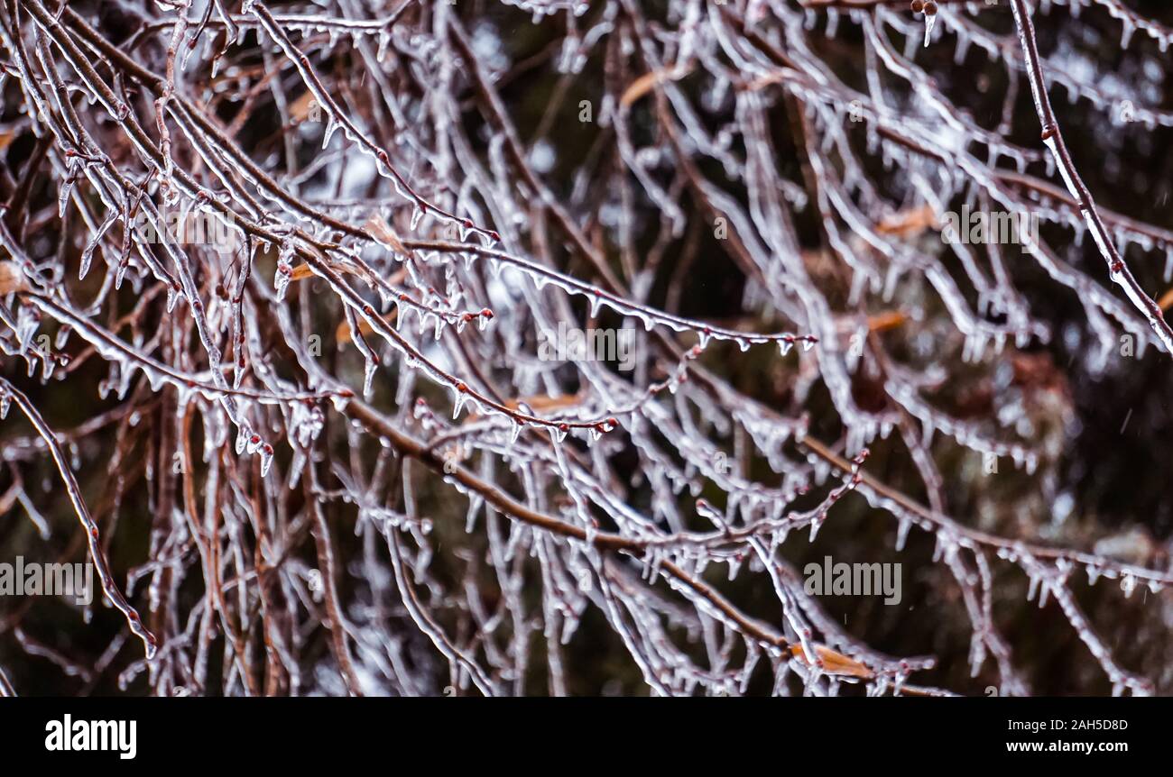 Freezing rain on the branches with red buds Stock Photo - Alamy