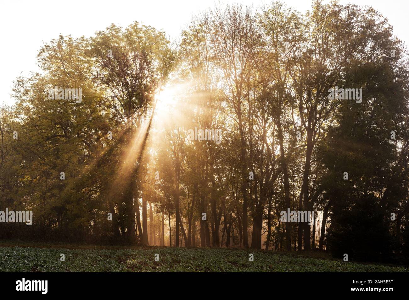 Morning sun rays in a misty forest Stock Photo - Alamy
