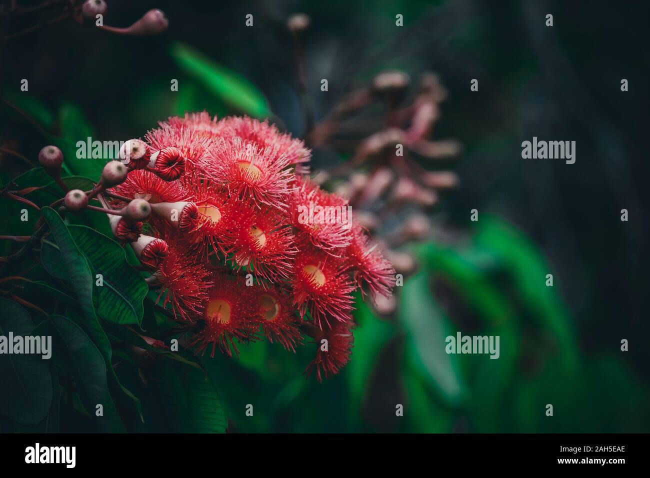 Flowers and Plants in Australia Stock Photo - Alamy