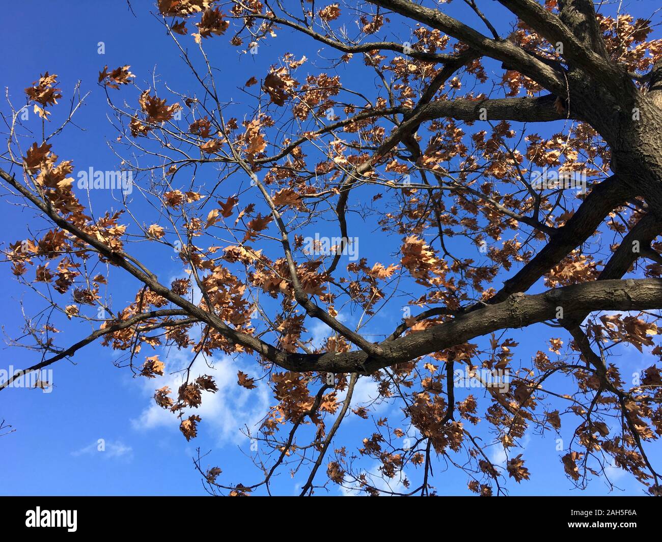 blue sky and fall tree branches Stock Photo - Alamy