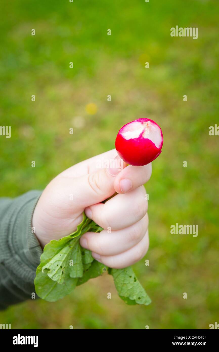 Ripe radish with a bite in the hands of a child Stock Photo - Alamy