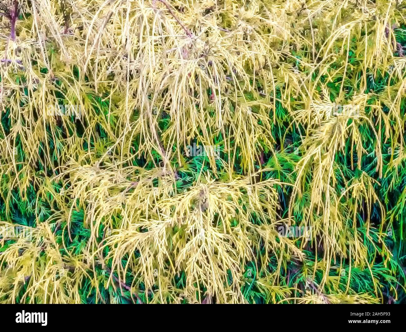fall bush forms nice background with willowy greenery Stock Photo - Alamy