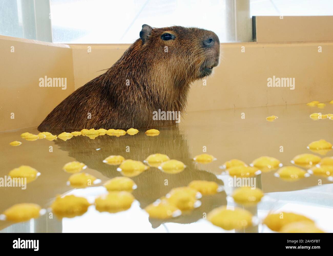 A capybara water hog bathes with yuzu citrus fruits at a petting zoo in Niigata, northwest of ...