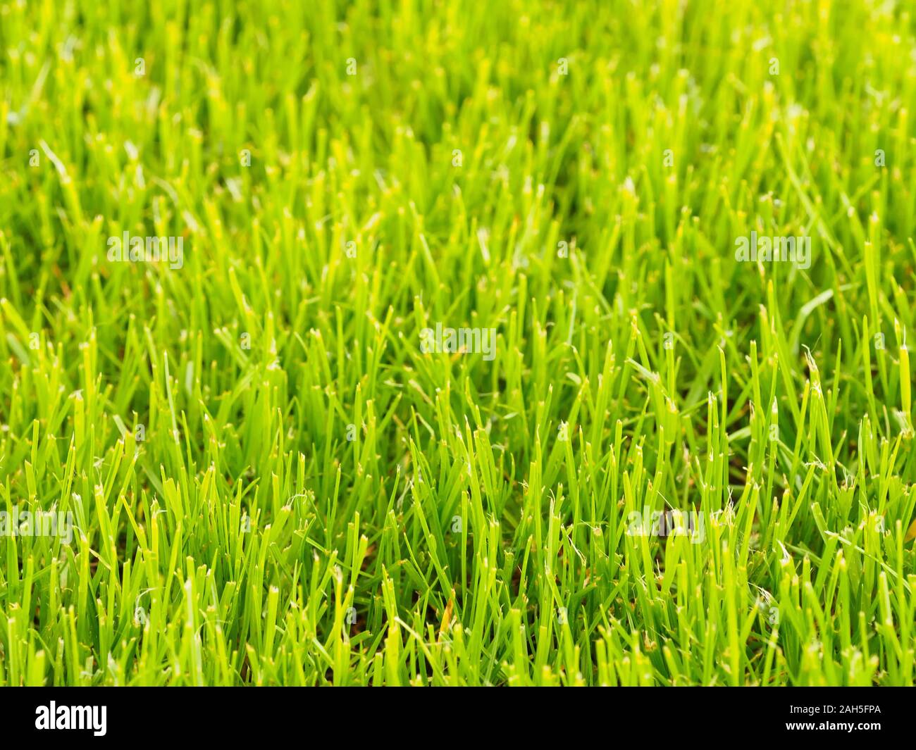 Background with green grass hi-res stock photography and images - Alamy