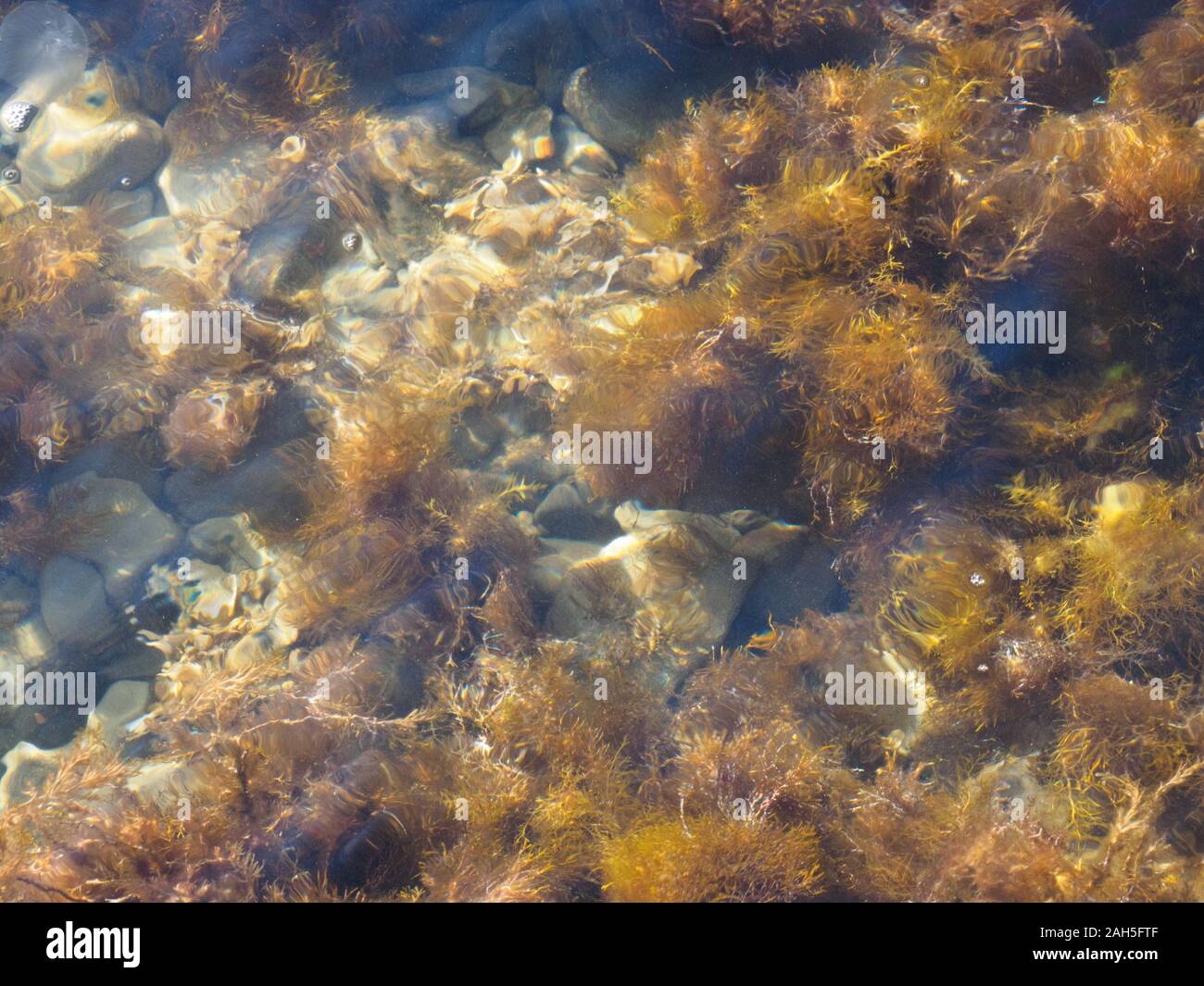 Algae and stone under the sea water. Tuapse, Black Sea, Caucasus Stock ...