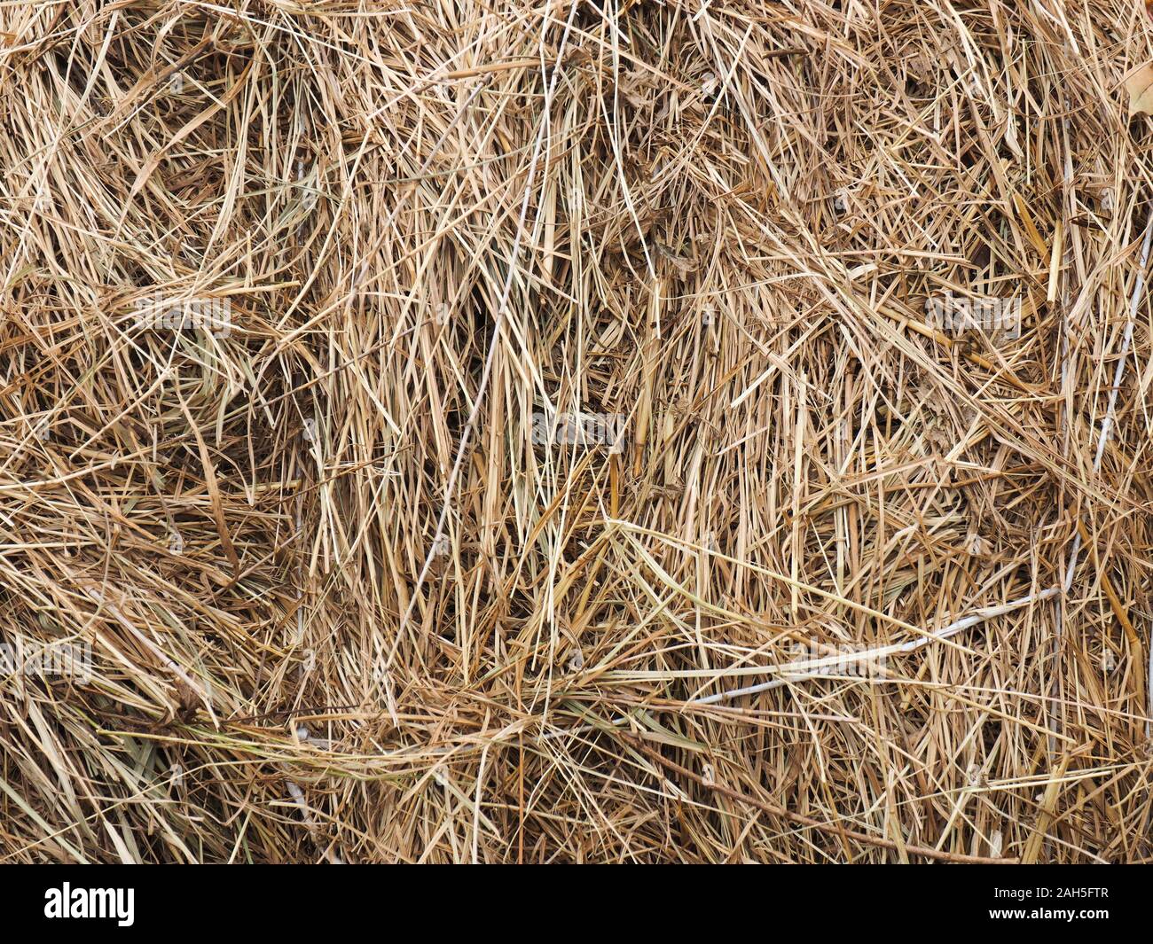 Stack dried grass background, close up Caucasus Stock Photo - Alamy