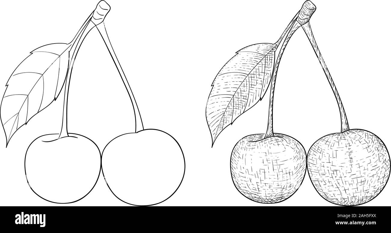 Cherries. Hand drawn sketch Stock Vector Image & Art - Alamy