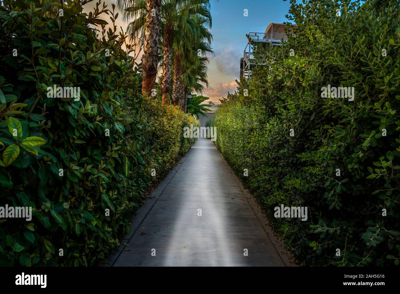 Green lane with the hedge in the summer Stock Photo - Alamy