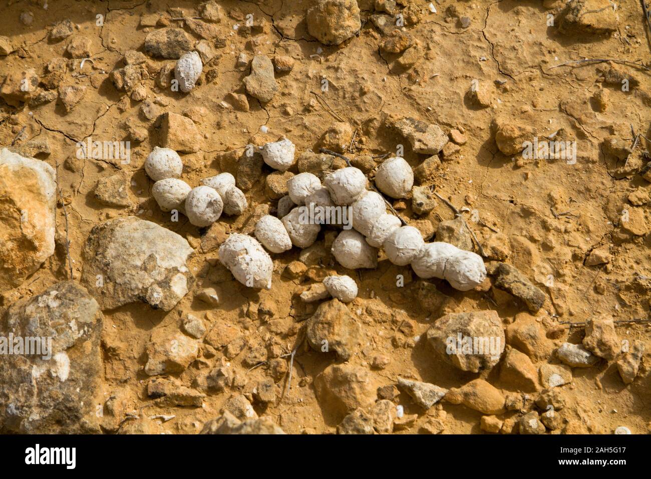 Hyena faeces hi-res stock photography and images - Alamy