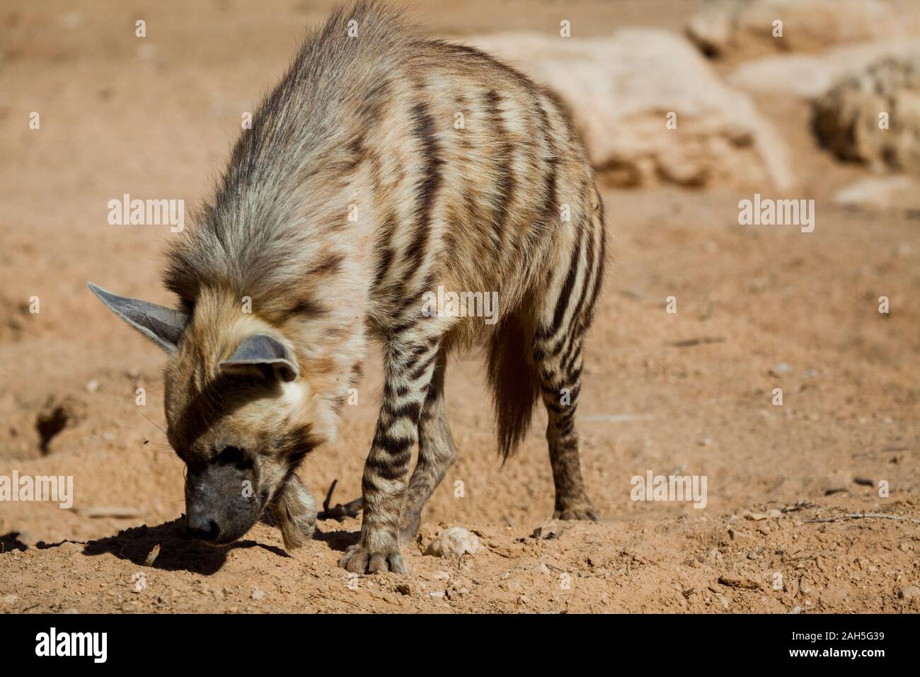 Striped hyena israel hi-res stock photography and images - Alamy