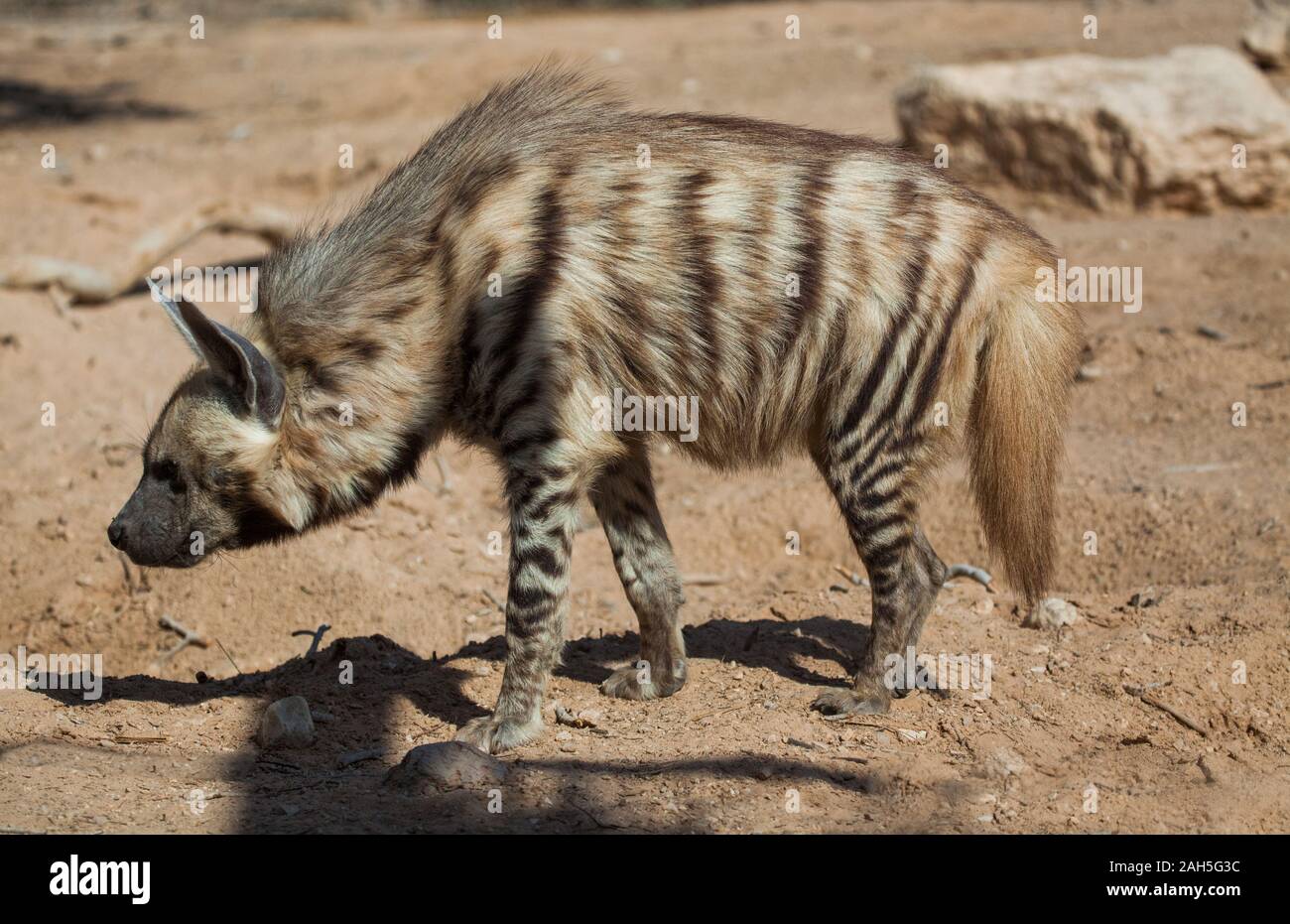 Striped Hyena (Hyaena hyaena) Photographed in the Arava desert, israel ...