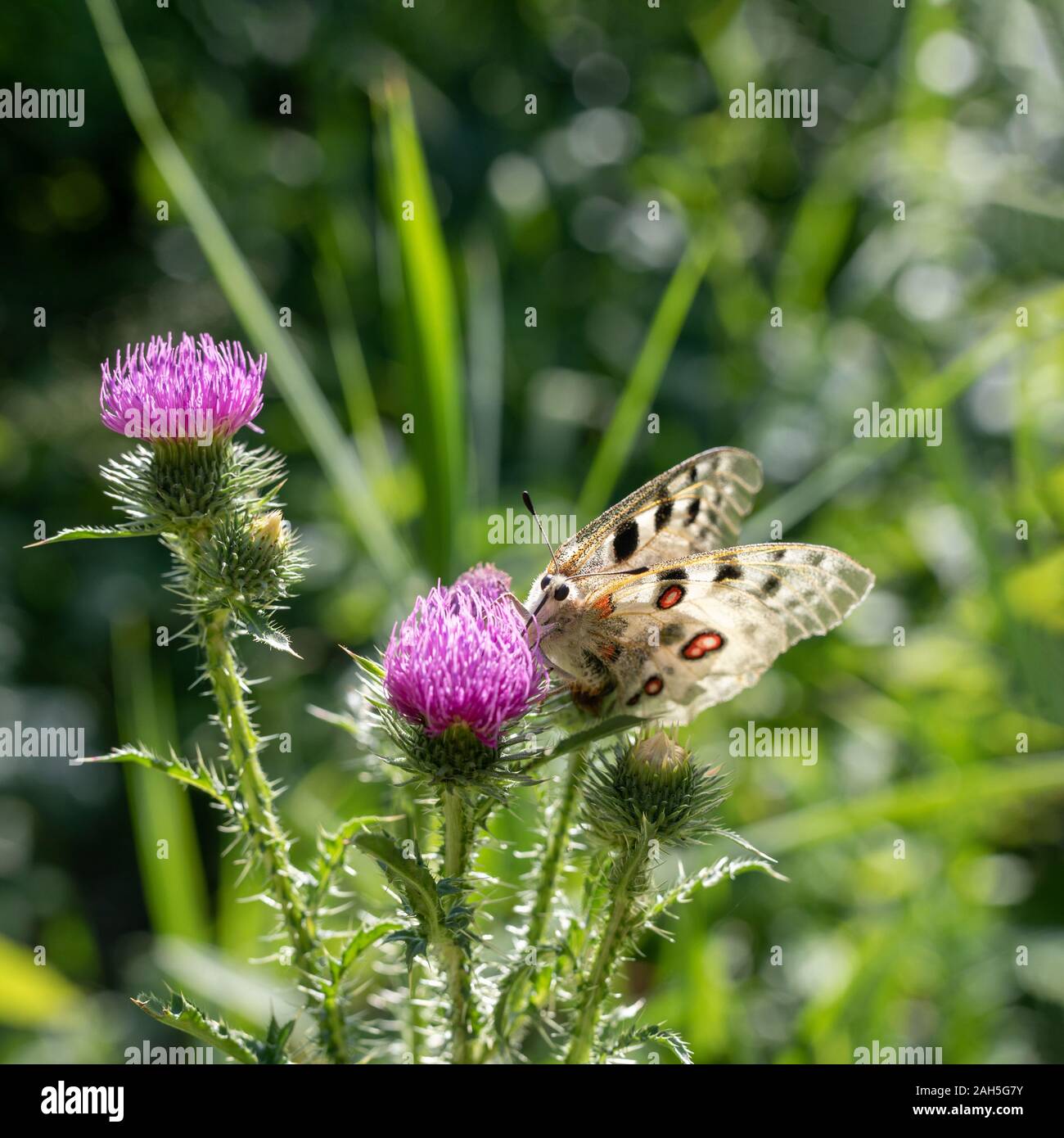 butterfly collecting nectar from a fluffy purple thistle flower Stock ...