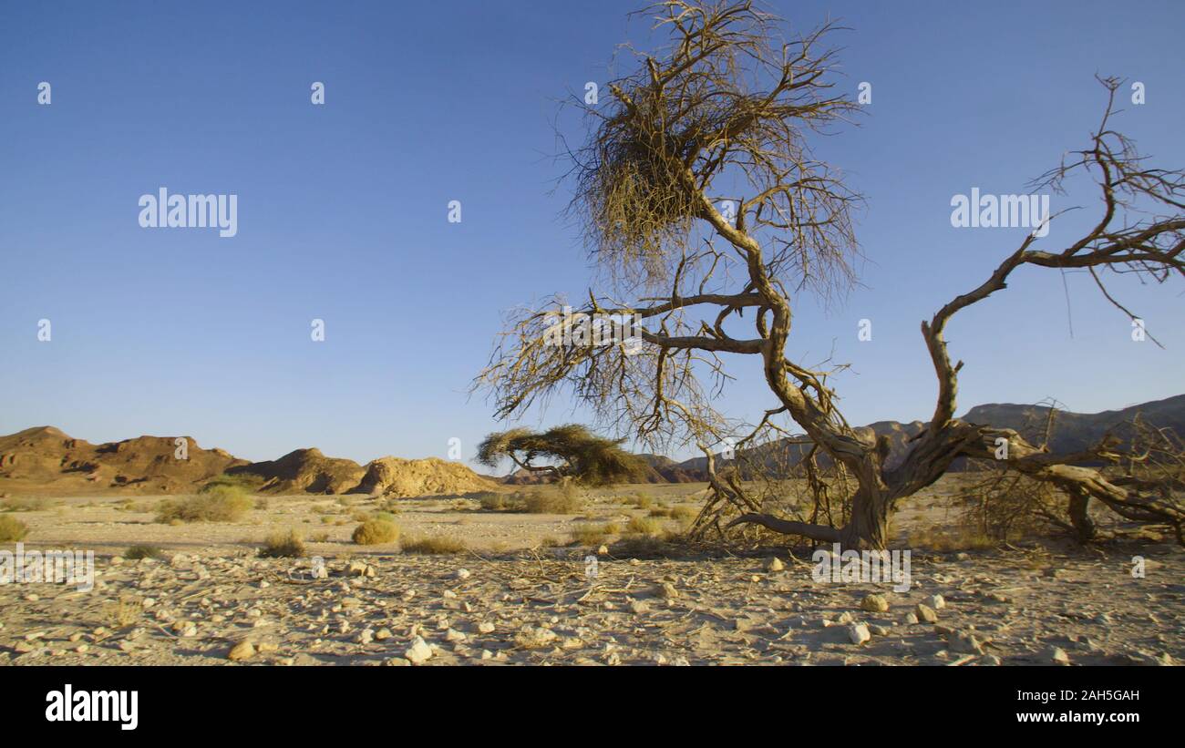 Dry Acacia tree in Nahal Raham (Wadi Raham), Eilat Mountains, Israel ...