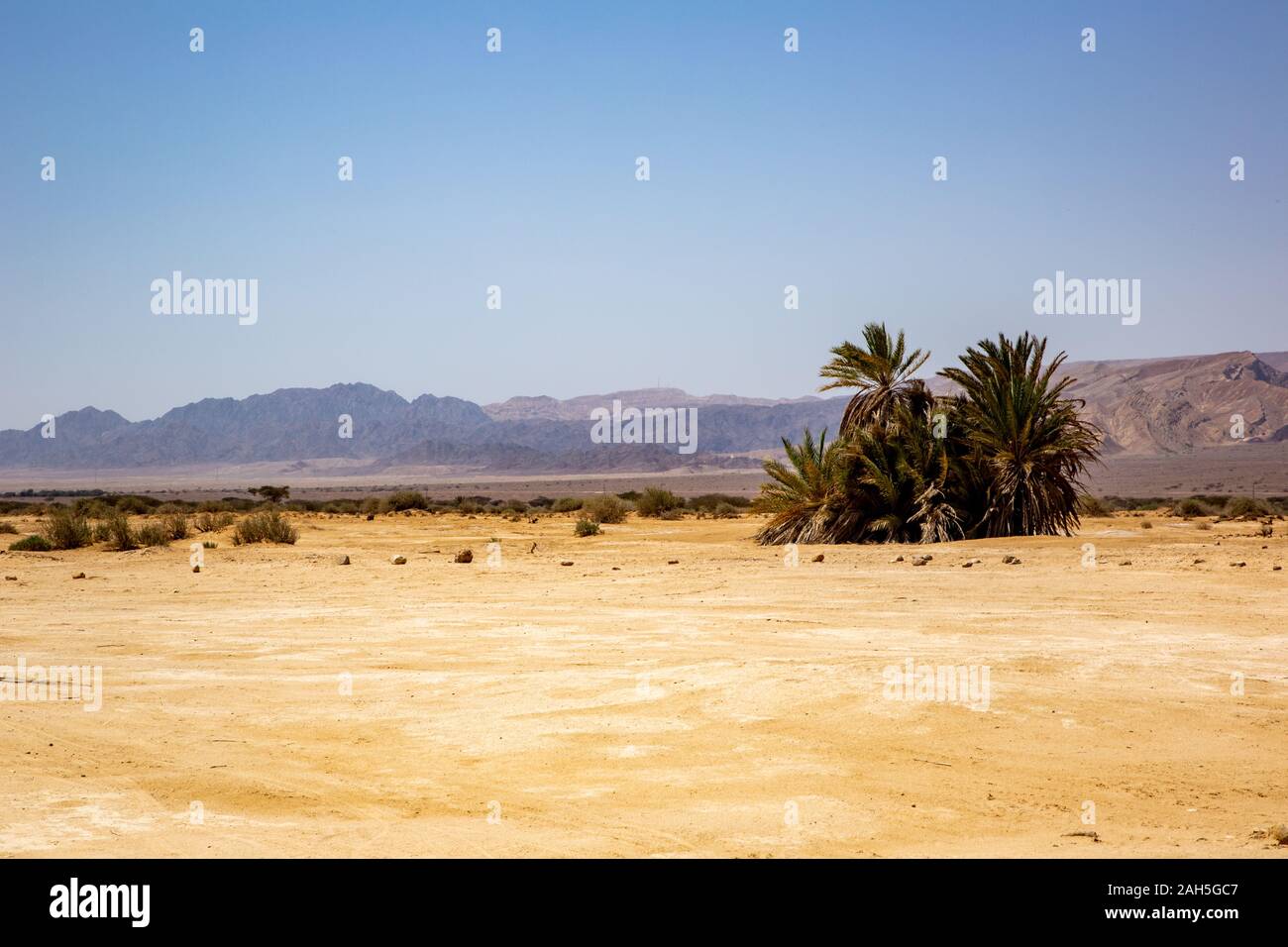 Palm tree at Timna park Landscape, Arava, Israel Stock Photo - Alamy