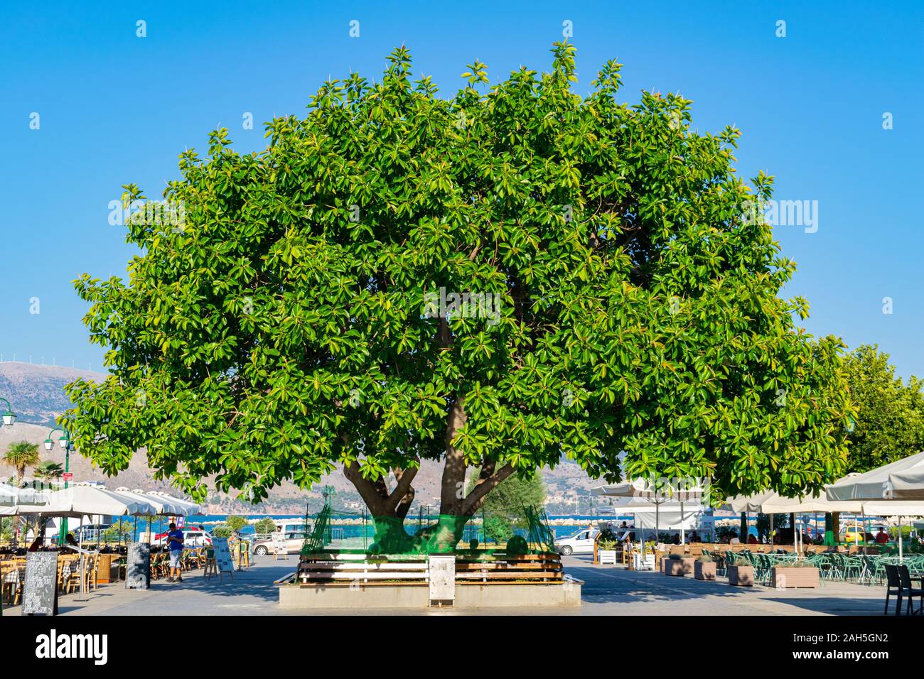 Lixouri, Greece - August 20 2019: The huge ficus tree (Ficus Australis ...
