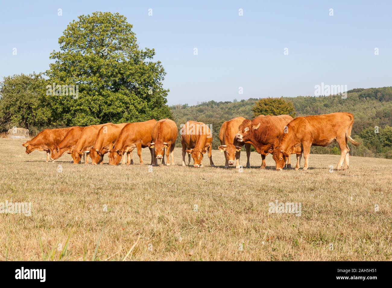 Herd of red brown Limousin beef cattle with bull and cows standing in a ...