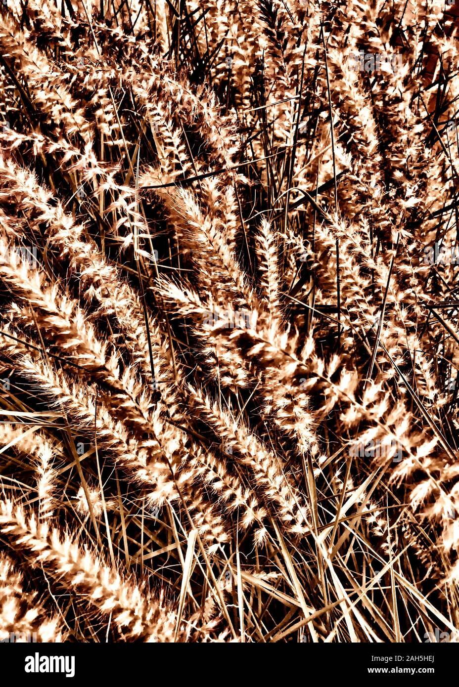Panicum 'dallas blues' planted in residential garden, with it's bold ...