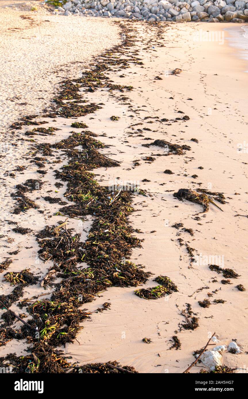 Seaside seaweed shore weed hi-res stock photography and images - Alamy