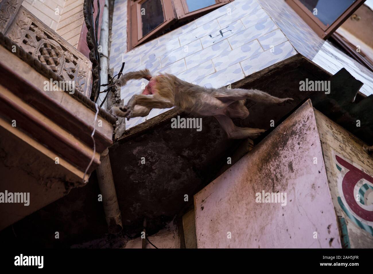Macaque jumping hi-res stock photography and images - Alamy
