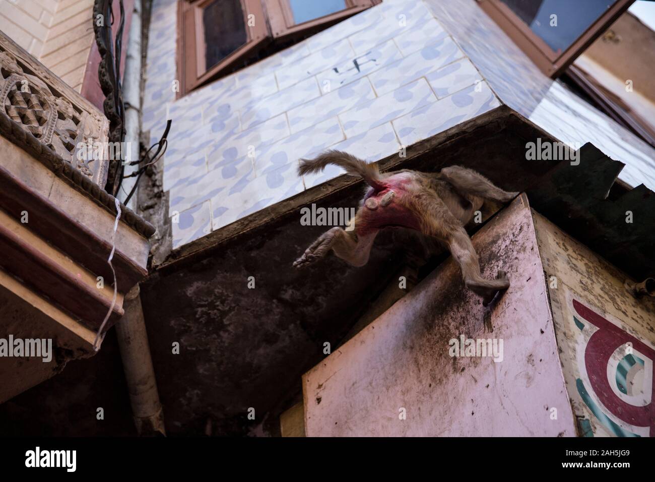 Macaque jumping hi-res stock photography and images - Alamy