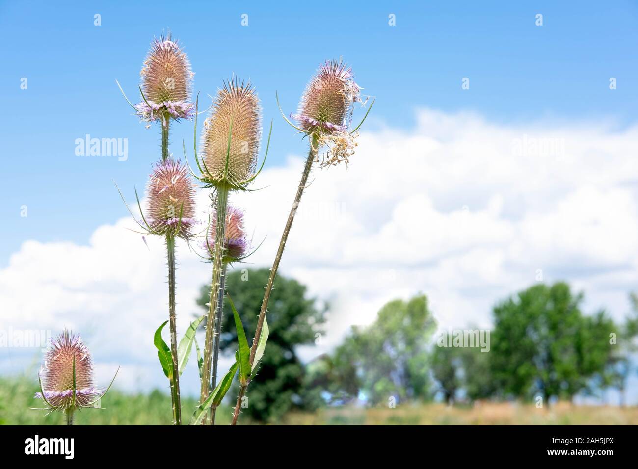 Plant with spiny bracts hi-res stock photography and images - Alamy